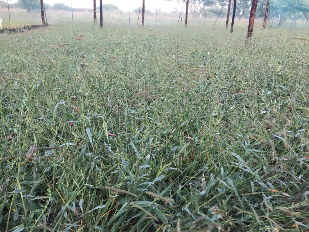 Urochloa Panicoides | Diverse Ecological Solutions