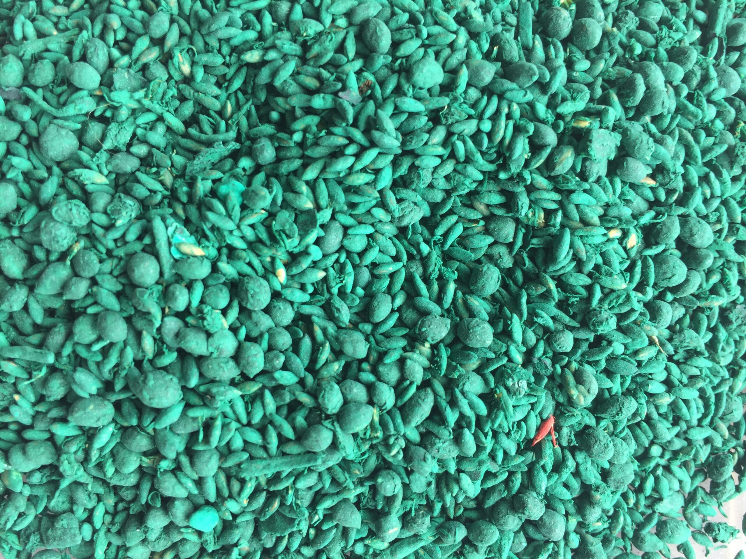 Panicum Maximum | Diverse Ecological Solutions