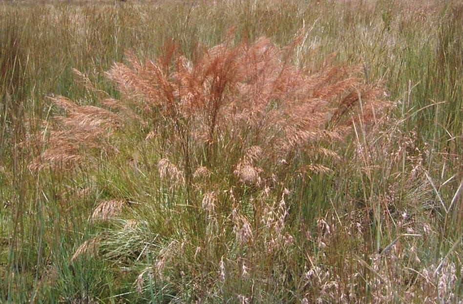 Loudetia Simplex | Diverse Ecological Solutions