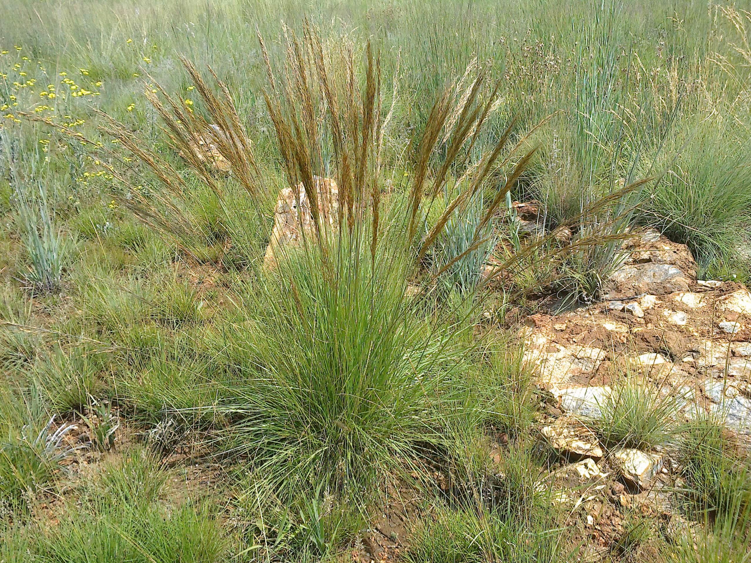 Loudetia Simplex | Diverse Ecological Solutions