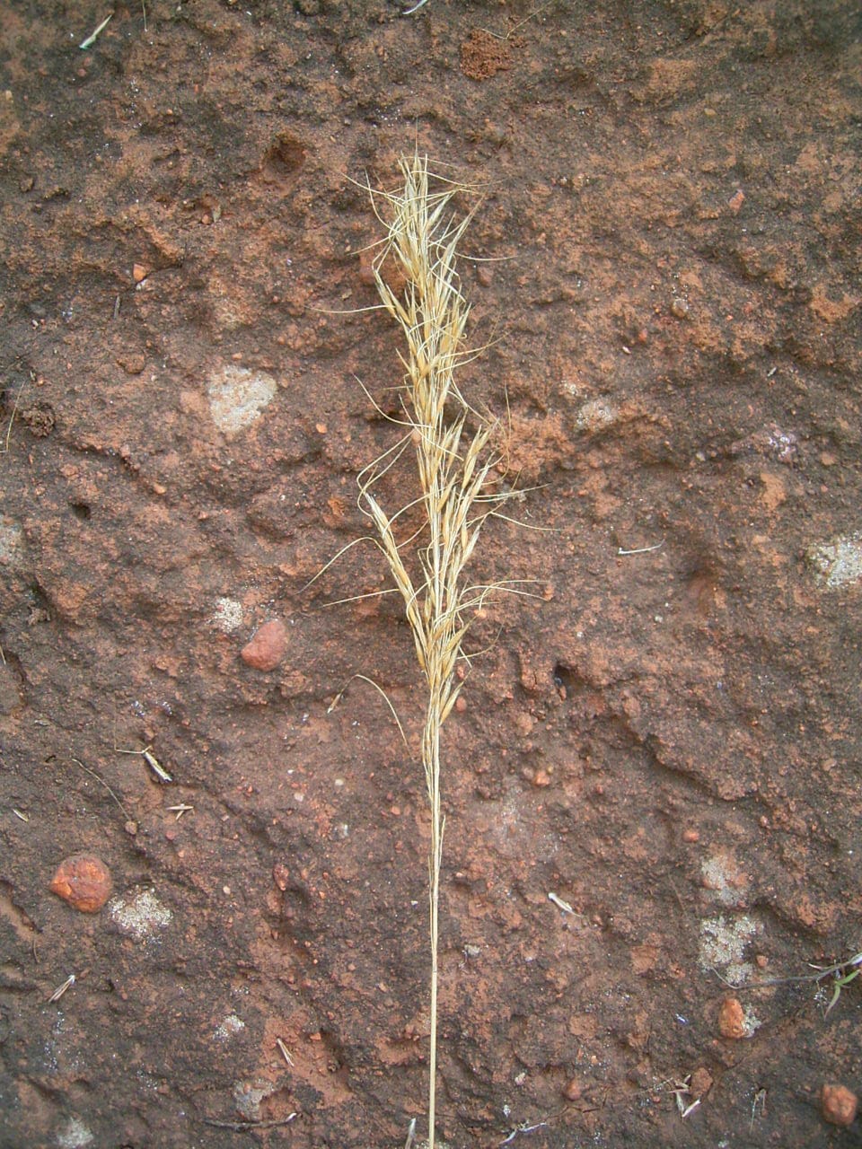 Loudetia Simplex | Diverse Ecological Solutions