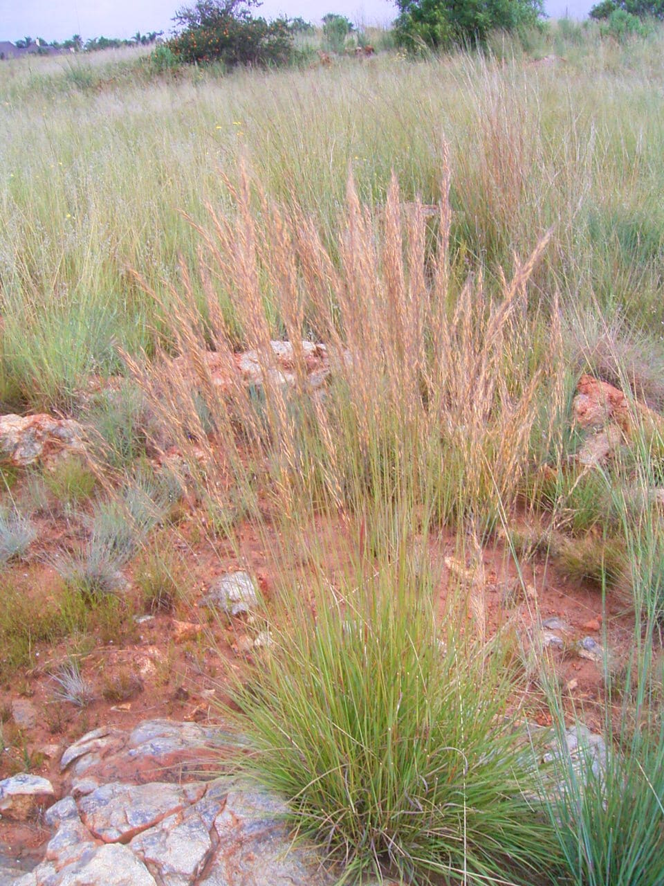 Loudetia Simplex | Diverse Ecological Solutions