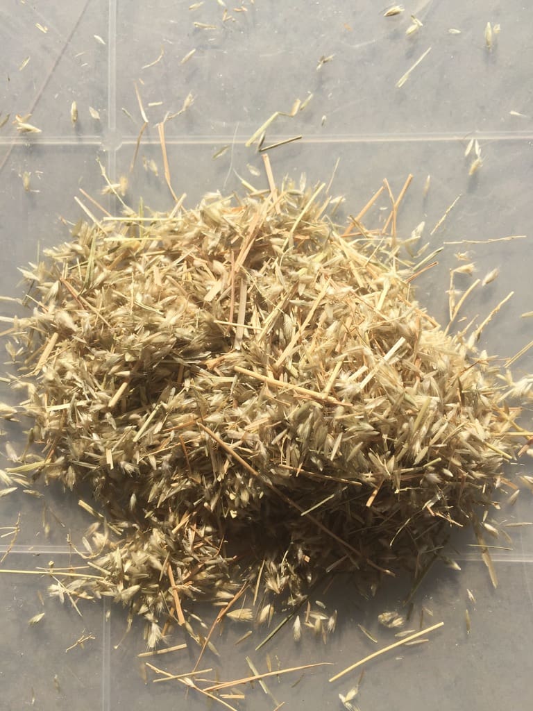 Schmidtia Kalihariensis | Diverse Ecological Solutions