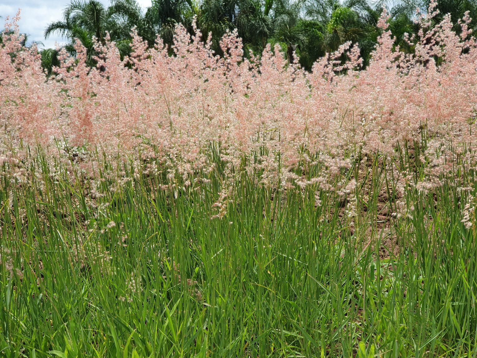 Melinis Repens | Diverse Ecological Solutions