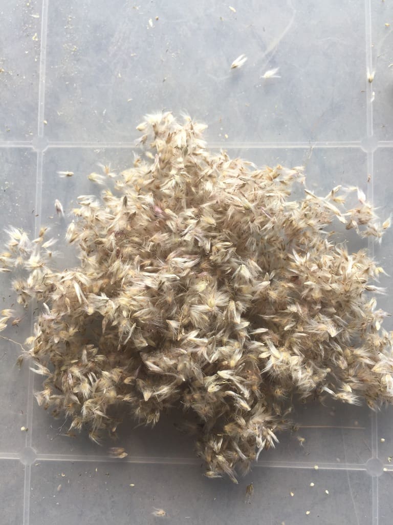 Melinis Repens | Diverse Ecological Solutions